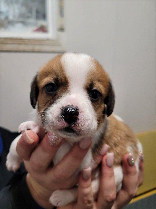 Adoptable Beagle Dogs | Chewy.com
