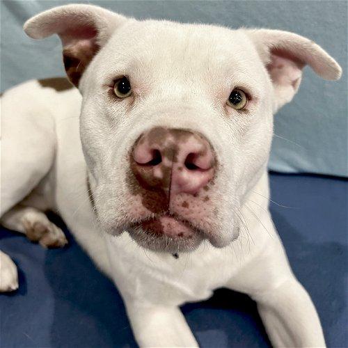 Adoptable Dogs & Puppies in Madison, WI | Chewy.com