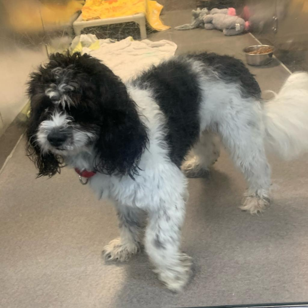 Adoptable Dogs & Puppies in Baltimore, MD | Chewy.com