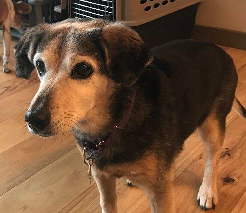 Adoptable Dogs & Puppies in Boise, ID | Chewy.com