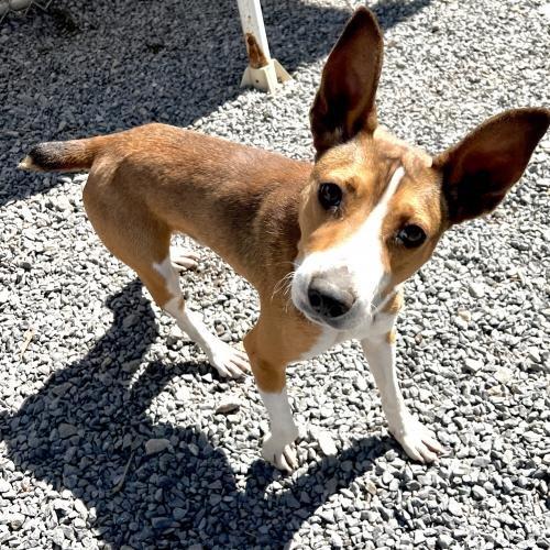 Basenji Dogs 101 Are Basenjis Good Pets