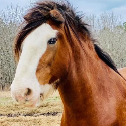 Rocking R Ranch and Rescue Inc | Prentiss, MS | Chewy